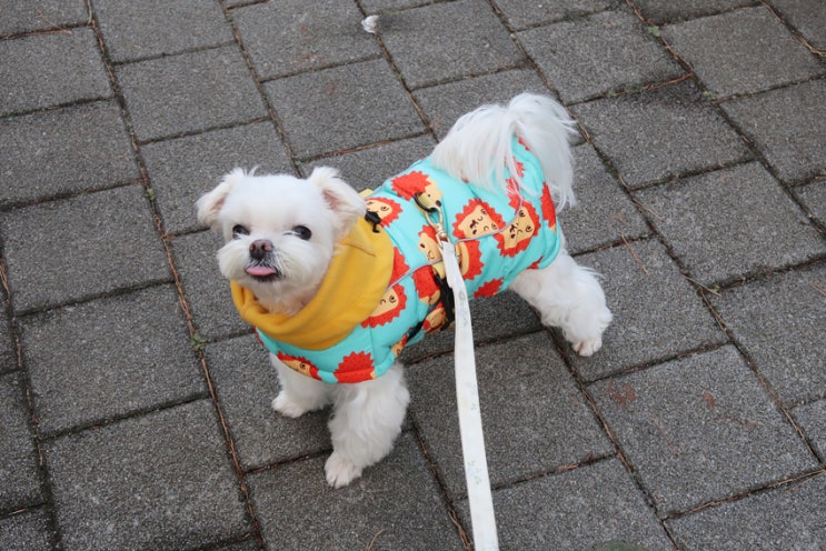 강아지 패딩, 따뜻하게 입기 좋은 애견옷 바잇미 애견패딩 : 네이버 블로그