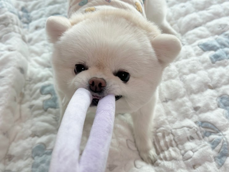 강아지오가닉수면조끼 | 짤사원도 귀엽게 착용했어요! 아가느낌 가득! : 네이버 블로그