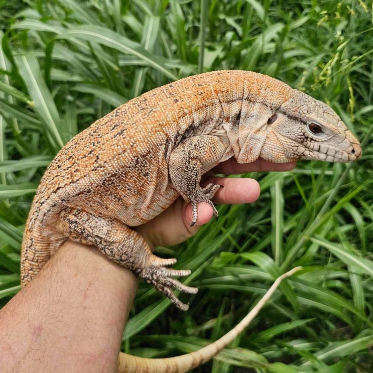 Jesses Jungle사의 Fire ice hybrid 테구 : 네이버 블로그