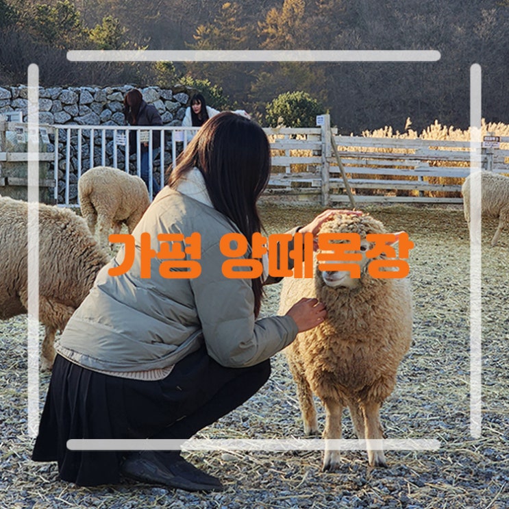 가평 양떼목장 아이와 가볼만한곳 당일치기 여행 볼거리 썰매 네이버 블로그