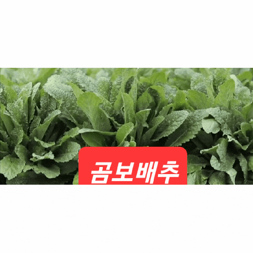 겨울철 보양식 시리즈15 곰보배추의 효능 등 총정리 네이버 블로그