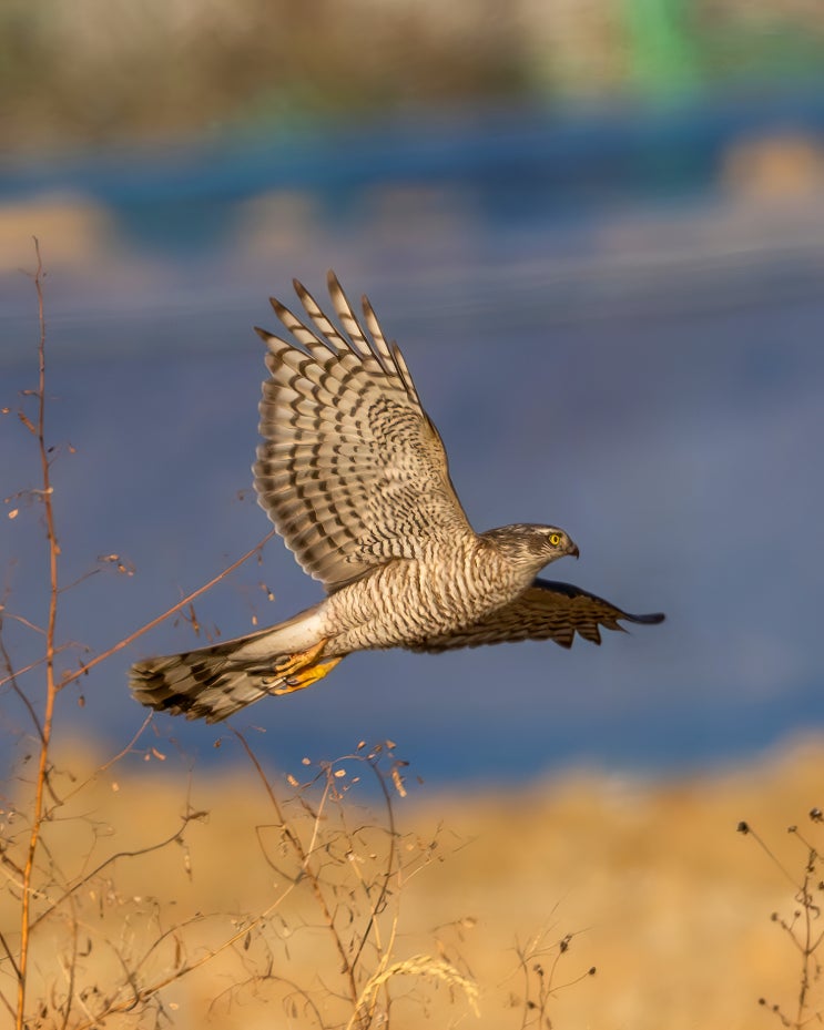 맹금의 위용 [ 새매 ] : 네이버 블로그