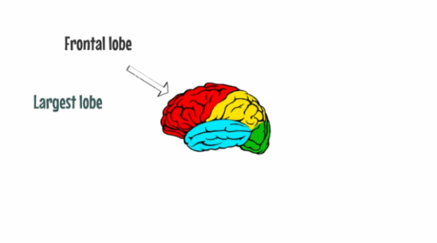 전두엽(Frontal Lobe, 이마엽)에 대한 이해 : 네이버 블로그