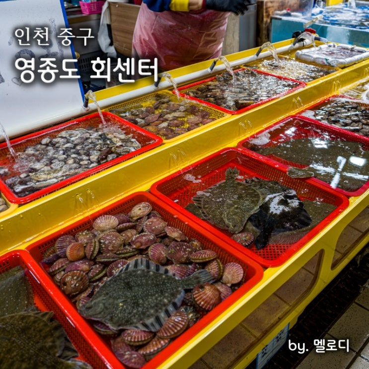 영종도 회센터 포장 광어 가리비 소라 찜비 별도 영종관광어시장 네이버 블로그