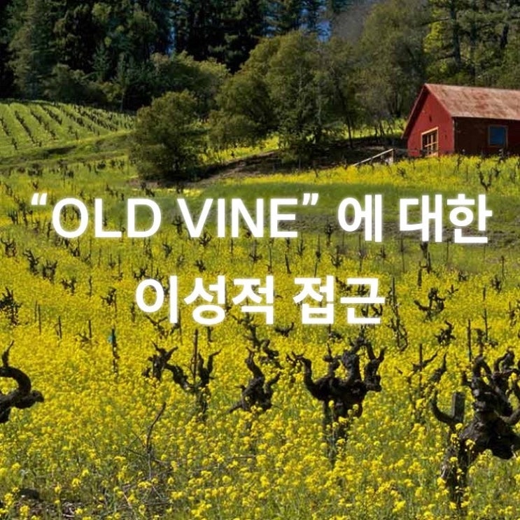 'OLD VINE'에 대한 이상적 접근 By 최태현강사님 : 네이버 블로그