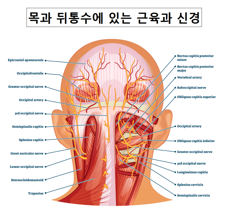 뒷머리 통증 왼쪽 오른쪽 뒤통수 찌릿 콕콕 원인과 치료법 네이버 블로그