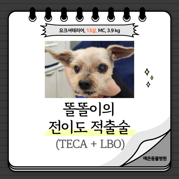 강아지 귀종양 | 전이도 적출술 | TECA + LBO 귀수술 : 네이버 블로그