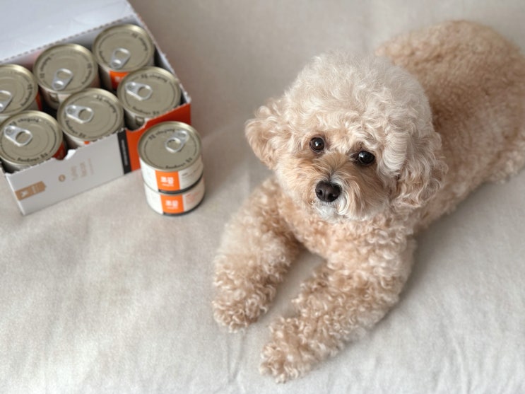 강아지 습식 사료 : 중지방 포뮬러 조공 Philo Dog 후기 : 네이버 블로그
