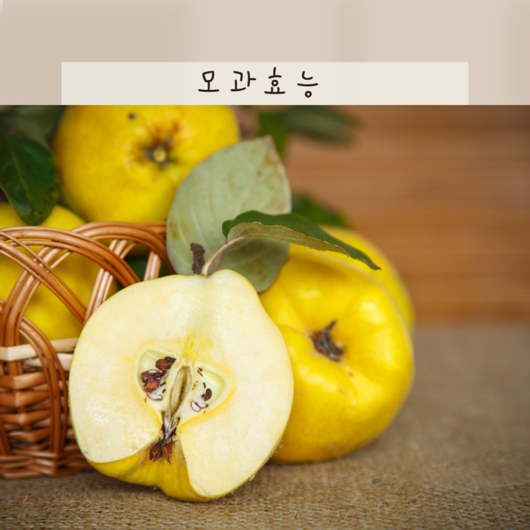모과효능 모과차효능 알고 마셔볼까요 네이버 블로그