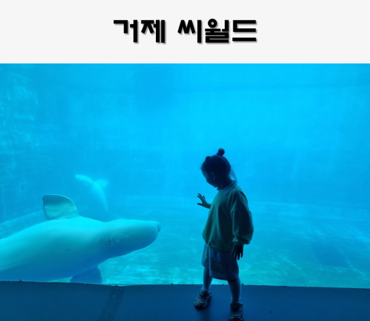 거제 씨월드 할인 벨루가 돌고래 파충류 거제 아이와 가볼만한곳 네이버 블로그