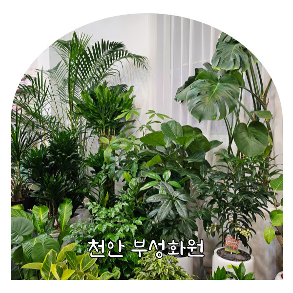 천안 부성화원 / 아부지가 살면서 처음 꽃을 선물받은 날. 아버지 생신 꽃 선물 천안꽃집 : 네이버 블로그