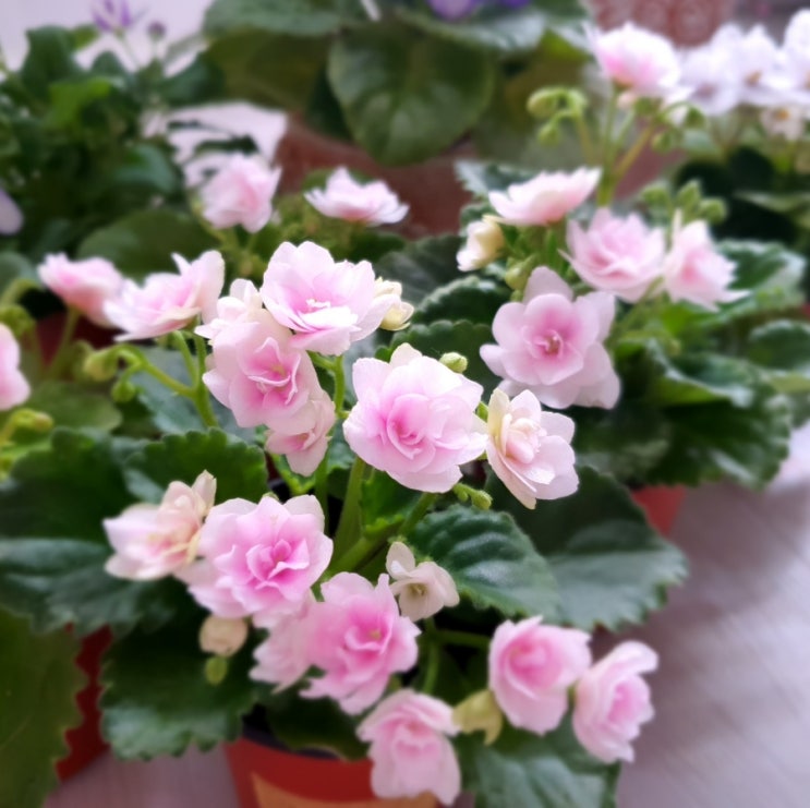 Mini violet Kentucky gooseberry : 네이버 블로그