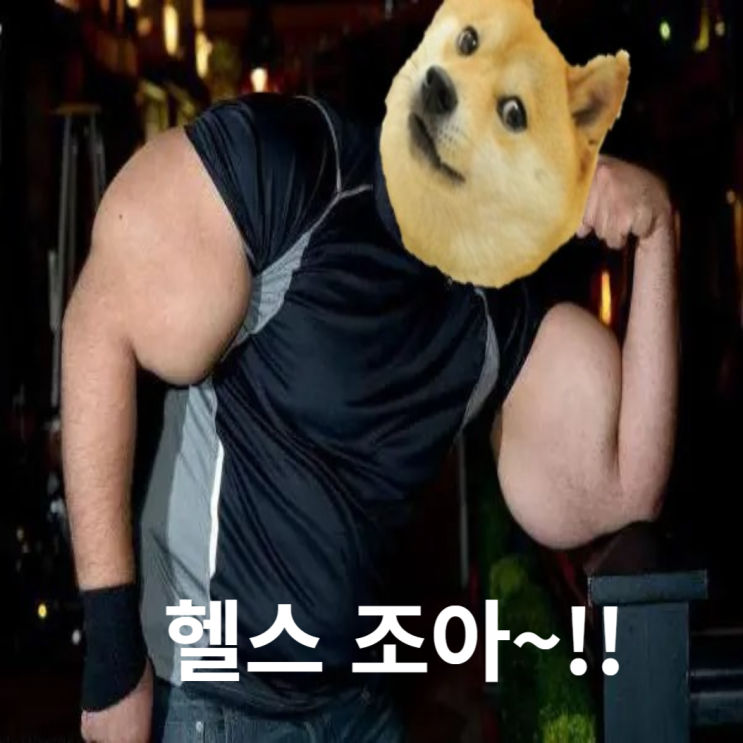 116) 시바견(Shibe doge)밈의 유래 : 네이버 블로그