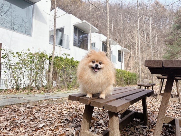 홍천 애견동반여행 힐리언스 선마을 숲캉스 힐리펫룸 네이버 블로그