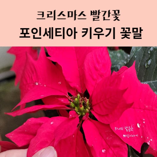크리스마스 빨간 꽃 포인세티아 꽃말 키우기 물주기 관리법 네이버 블로그