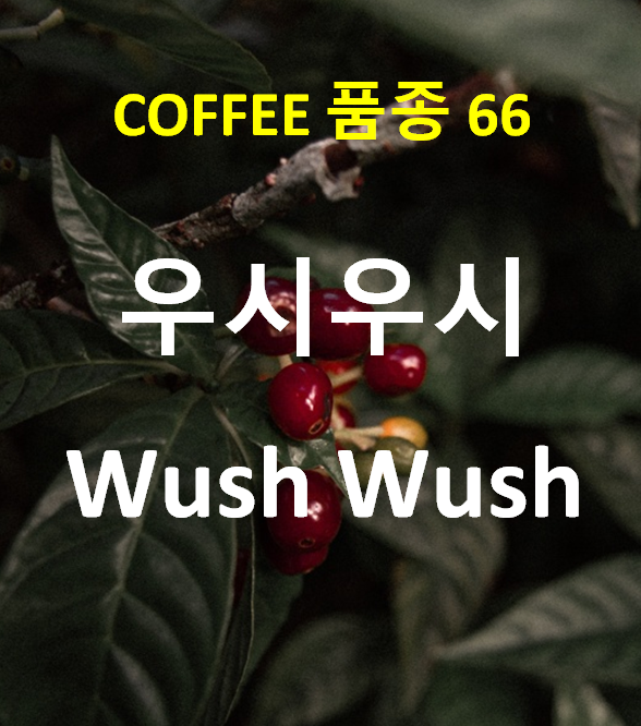 우시우시(Wush Wush). 에티오피아의 희귀품종. : 네이버 블로그