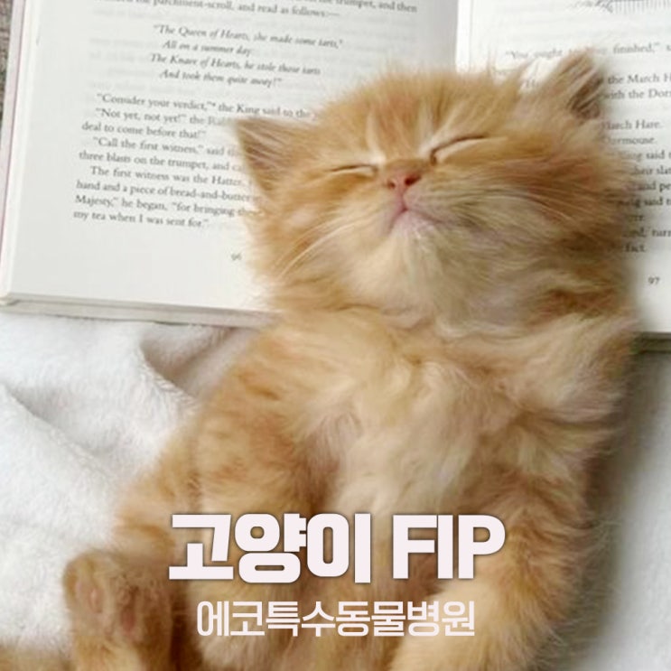 고양이 복막염 Fip 증상부터 치료까지 종합 안내서 네이버 블로그