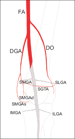 무릎의 관절지 상하외측부 ③ (Superior Inferior Lateral Quadrant) (Articular nerve ...