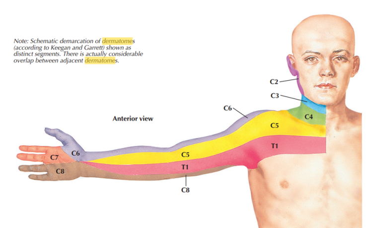 Finger dermatome : 네이버 블로그