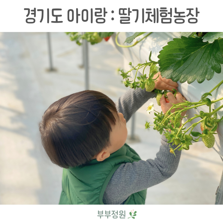 딸기 농장체험 다인이네 일산 파주 딸기농장 가격 후기 네이버 블로그