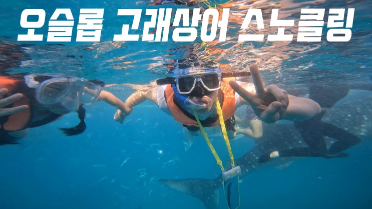 랜선여행 세부 고래상어를 보러 가다 오슬롭 투어 필리핀 가족여행 세부 유어투어 네이버 블로그