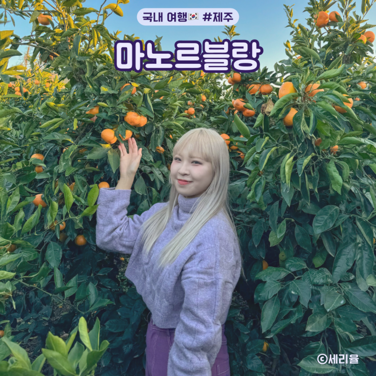 제주 서귀포 감귤체험 제주도 산방산 카페 마노르블랑 귤따기체험 시기 네이버 블로그