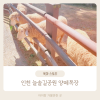 인천 피크닉 장소 도심 속 늘솔길공원 양떼목장 네이버 블로그