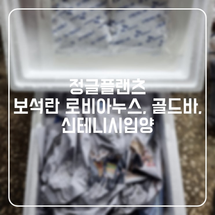 정글플랜츠 - 보석란 로비아누스, 골드바, 신테니시 입양 : 네이버 블로그