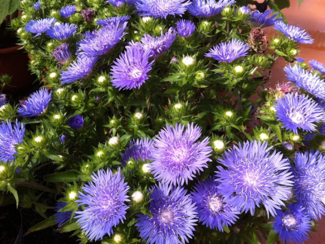 스토케시아 라이비스 Stokesia laevis : 네이버 블로그