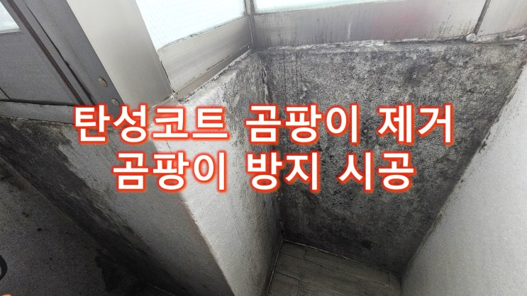 경기도 고양시 일산 강선마을 아파트 베란다 탄성코트 곰팡이 제거 탄성코트 들뜸 벗겨짐 탄성코트 박리 보수베란다 결로 곰팡이