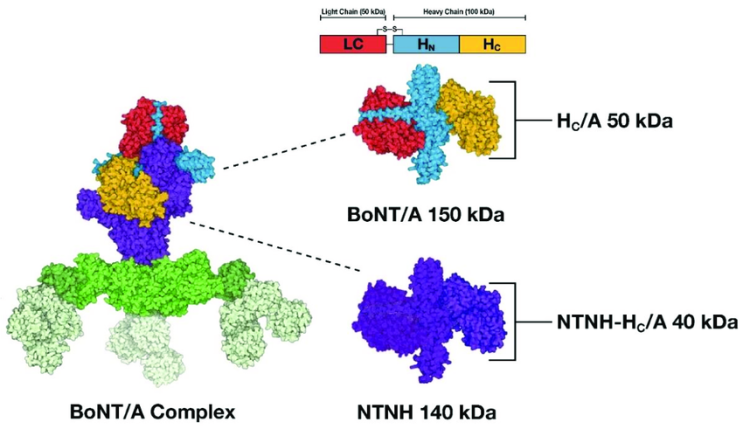 제오민 보톡스와 내성 부작용 가능성에 대해_청담리투클리닉 : 네이버 블로그