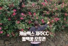 제주 동백꽃 명소 무료 포토존 캐슬렉스 제주cc 입구 제주도 겨울여행 네이버 블로그