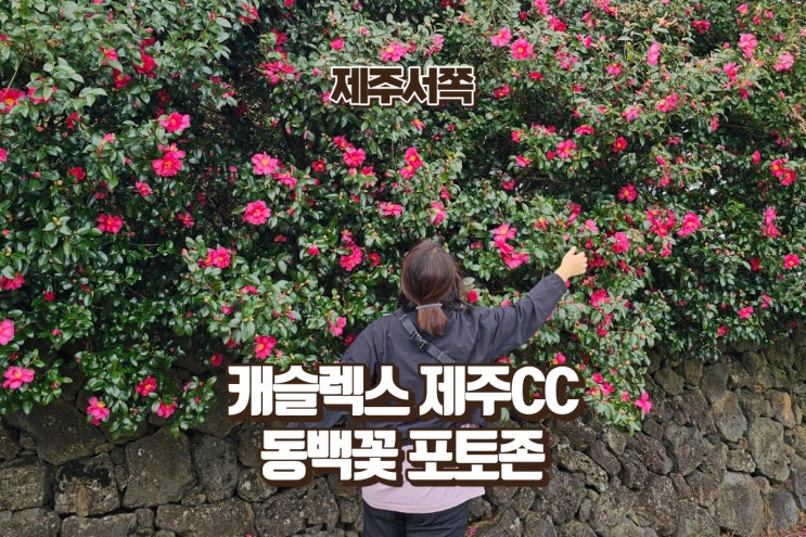 제주 동백꽃 명소 무료 포토존 캐슬렉스 제주cc 입구 제주도 겨울여행 네이버 블로그