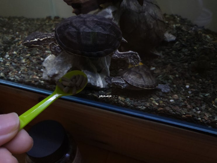 반수생 거북이 먹이 주기 커먼머스크터틀 거북이 사료 밥 급여 횟수 및 방법 네이버 블로그