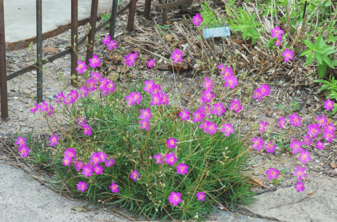 탈리눔 칼리시눔 / 초화화 Talinum calycinum : 네이버 블로그