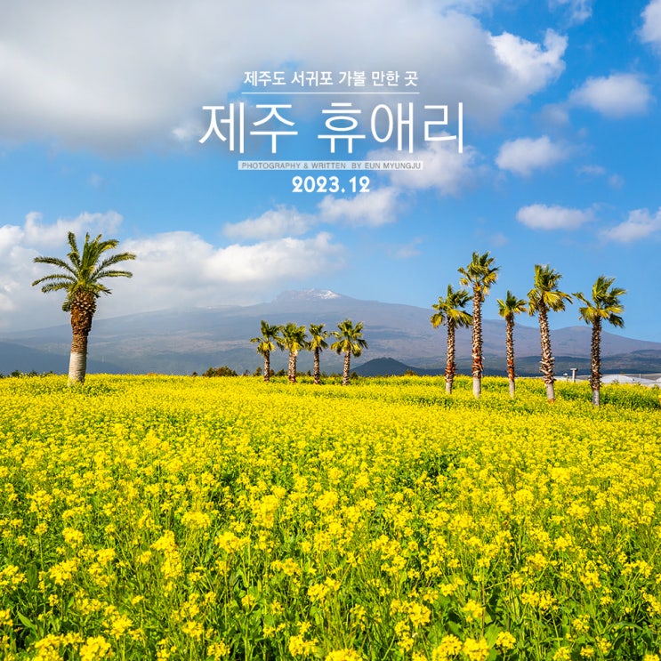 서귀포 가볼만한곳 제주 휴애리 12월 제주도 서귀포 여행 네이버 블로그