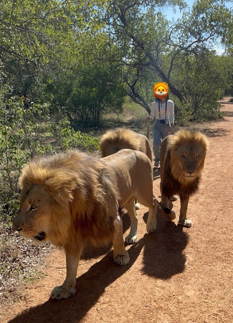 Johannesburg 요하네스버그 02 | Ukutula Game reserve, Lion and Safari Park ...