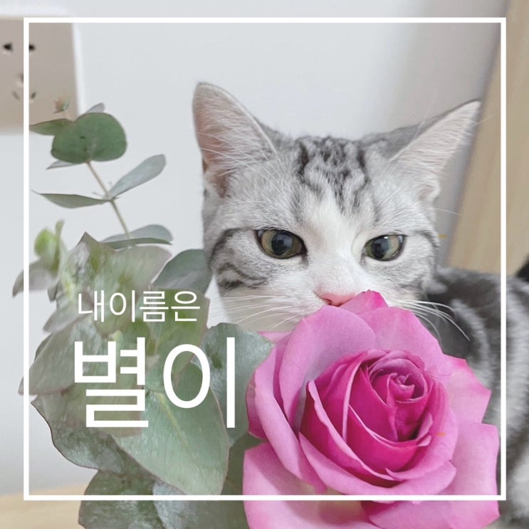 [내고양이를 소개합니다] 별이★ : 네이버 블로그