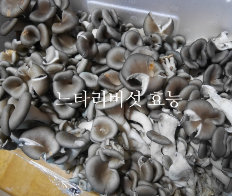 식이섬유 많은 음식 비타민d 함유한 느타리버섯 효능 부작용 버섯들깨탕 만드는 법 네이버 블로그