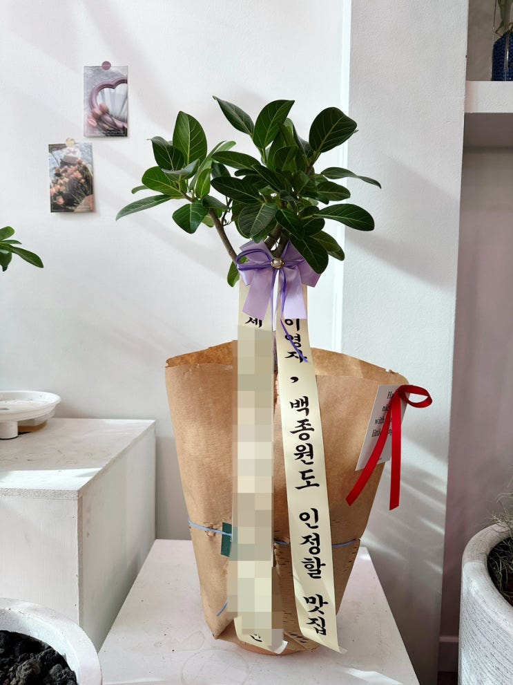 진주식물 식물샵무아 진주화분 진주식물가게 초전동식물가게 진주개업화분 진주화분배달 오도리 뱅갈고무나무 네이버 블로그