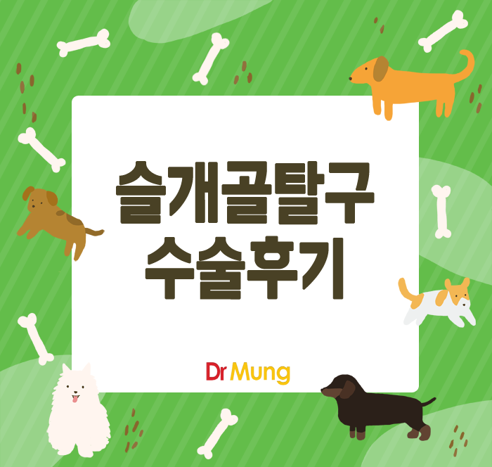 좌측 슬개골탈구 수술후기 개 슬개골탈구 서울 강아지 수술병원 강아지 정형외과 네이버 블로그
