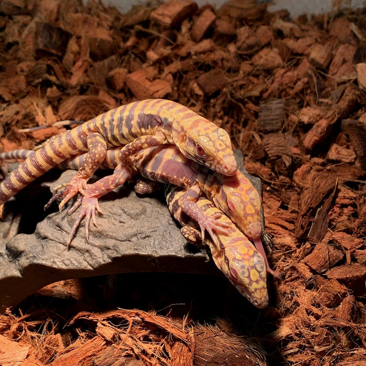 Blue Ice hybrid 테구 베이비들 : 네이버 블로그