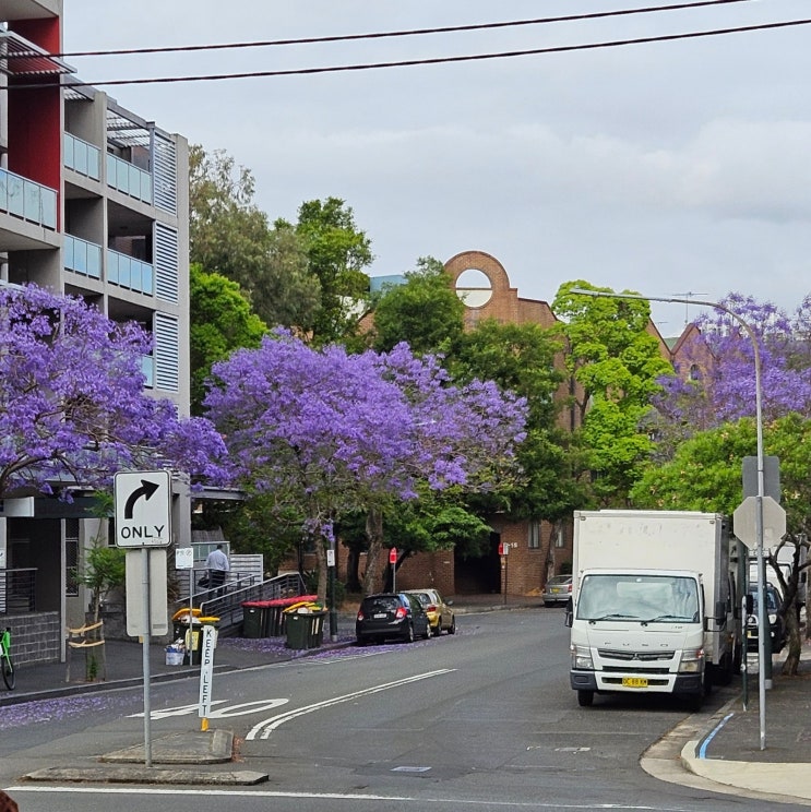 [AUS/D+8] 시드니 RSA 오프라인/Shorts Course Austraila : 네이버 블로그