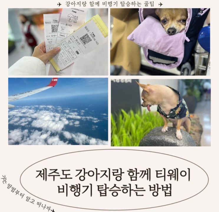 제주도 강아지 비행기 예약 탑승 방법 티웨이항공 강아지 비행기 탑승 방법•과정•팁 네이버 블로그