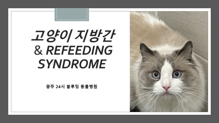 [내과]고양이 지방간 & Refeeding syndrome(고양이 재급여 증후군) : 네이버 블로그