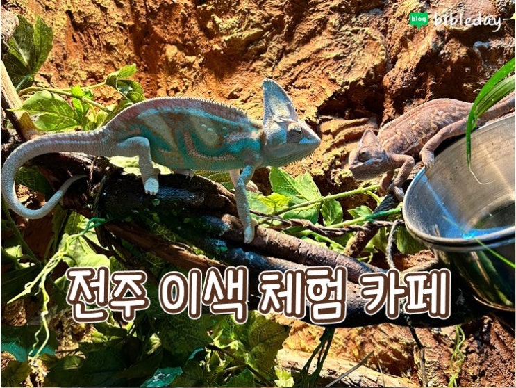어푸어푸 아이와 갈만한 송천동 파충류 아쿠아 이색 체험 카페 네이버 블로그