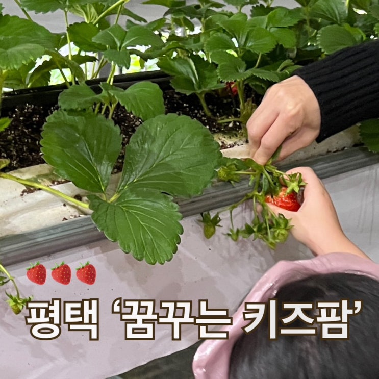 서울근교 평택 아이랑 딸기체험 꿈꾸는키즈팜 Ft 딸기모찌 과일탕후루 만들기 네이버 블로그