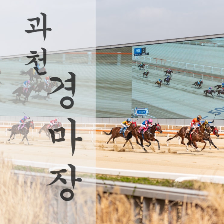 과천 경마장 렛츠런파크서울 첫 방문기 초보자도 쉬운 경마 네이버 블로그