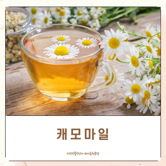 캐모마일 키우기 카모마일 차 효능 꽃말 네이버 블로그