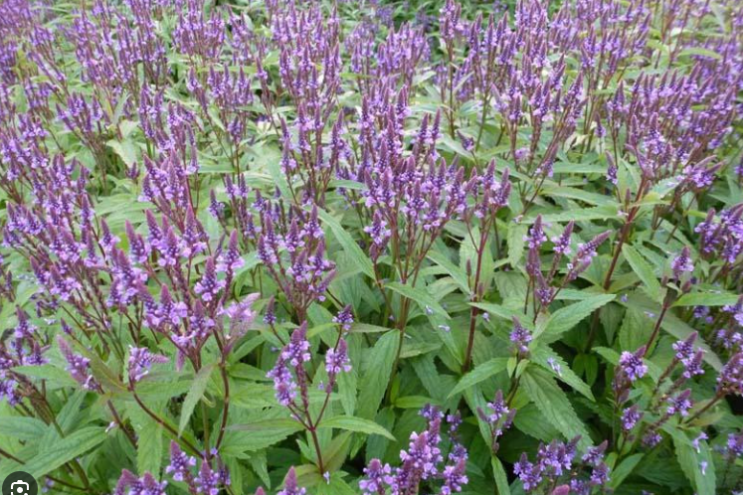 하스타타버베나 / 미국마편초 Verbena hastata 'Blue Spires' gold : 네이버 블로그